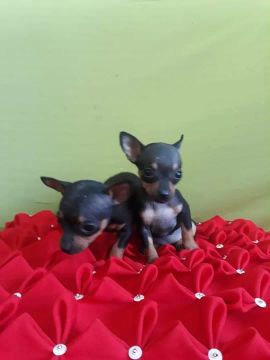 "pinscher 00 miniatura" - Cachorros no Brasil