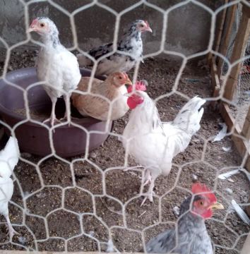 "galinhas garnizes" no Brasil