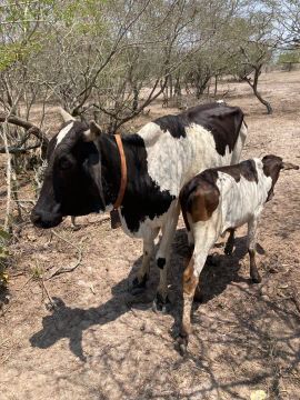 "vaca-leiteira" - Animais para agropecuária no Brasil