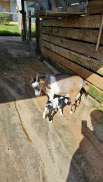 "mini cabras" no Brasil