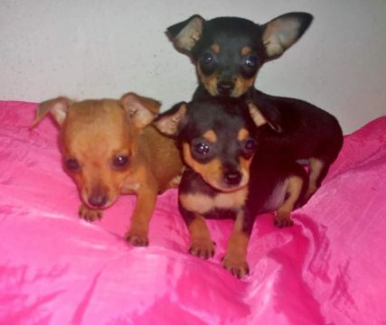 "pinscher 0" - Cachorros no Brasil