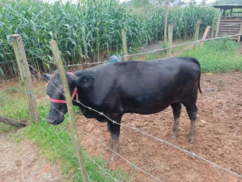Animais para agropecuária em Santa Catarina