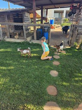 "mini cabras" no Brasil