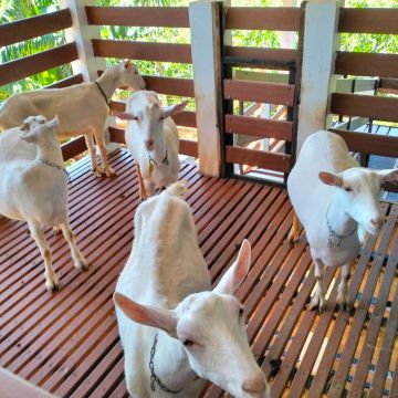 "cabritos" no Brasil