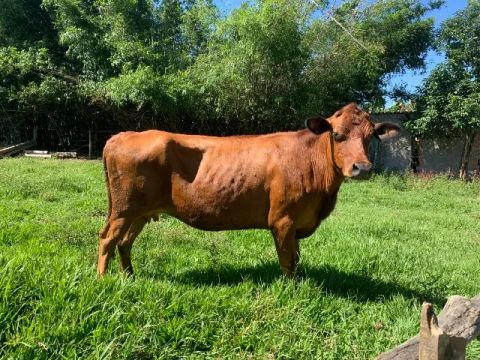"vaca jersey" - Animais para agropecuária no Brasil