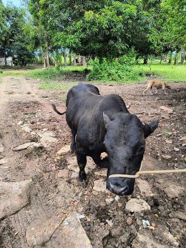 "boi mini boi" - Animais para agropecuária no Brasil