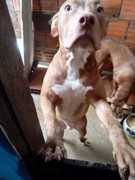 "cachorros pit monster" - Cachorros no Brasil