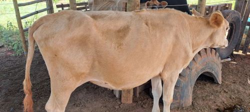 "vaca jersey" - Animais para agropecuária no Brasil