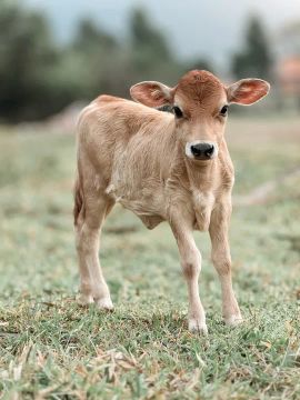 "mini vaca" - Animais para agropecuária no Brasil