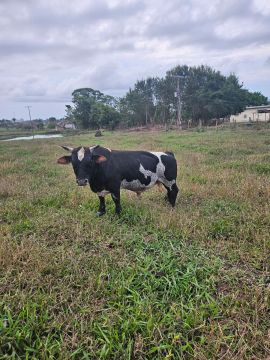 "boi mini boi" - Animais para agropecuária no Brasil