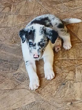 "bode filhote" no Brasil