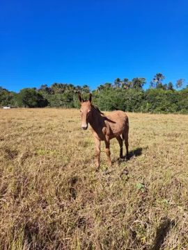"uma mula" no Brasil