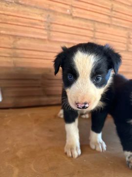 "bode filhote" no Brasil