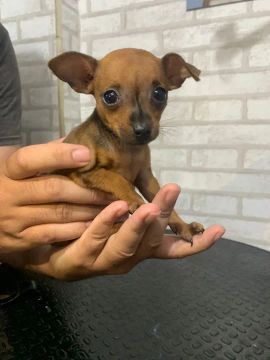 "pinscher 00 miniatura" - Cachorros no Brasil