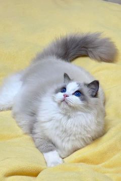 "ragdoll" - Gatos no Brasil