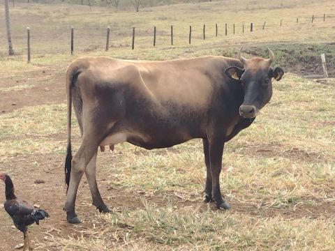 "vaca jersey" - Animais para agropecuária no Brasil