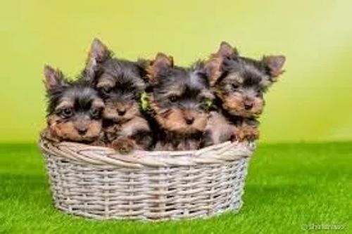 "yorkshire terrier mini" - Cachorros no Brasil