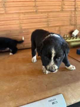 "bode filhote" no Brasil