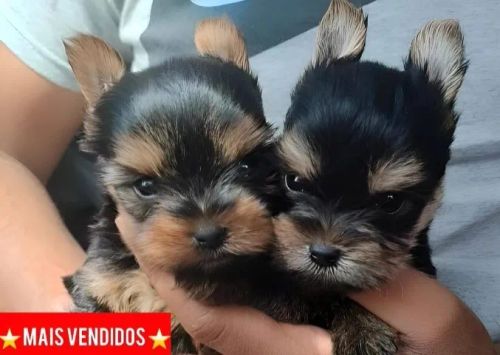 "yorkshire terrier mini" - Cachorros no Brasil