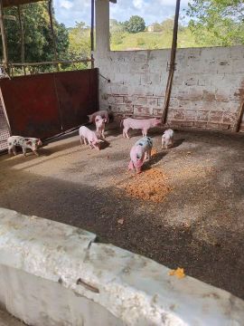 "filhotes de porcos" - Outros animais no Brasil