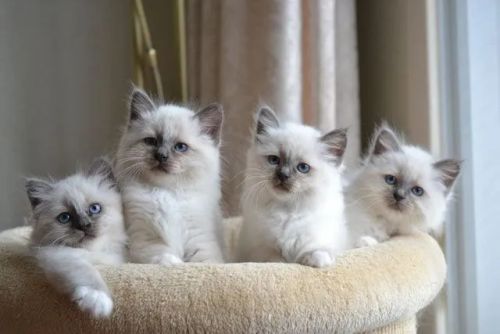 "ragdoll" - Gatos no Brasil