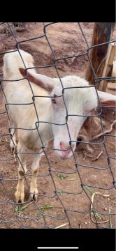 "bode filhote" no Brasil