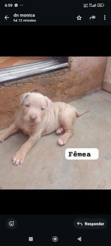 "cachorros pit monster" - Cachorros no Brasil