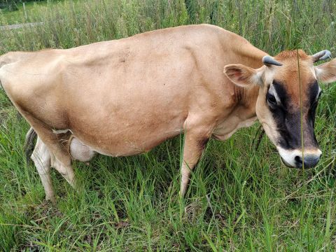 "vaca jersey" - Animais para agropecuária no Brasil