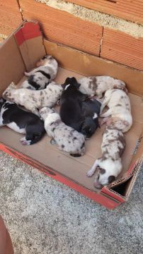 "bode filhote" no Brasil