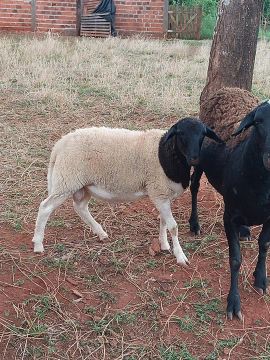 "carneiros dorper" no Brasil