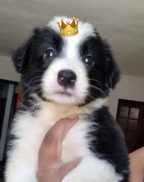 "bode filhote" no Brasil