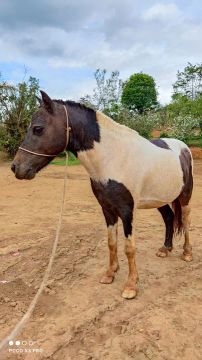 "mini ponei" no Brasil