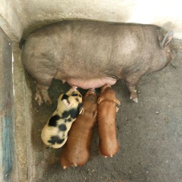 "filhotes de porcos" - Outros animais no Brasil