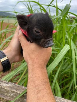 "filhotes de porcos" - Outros animais no Brasil