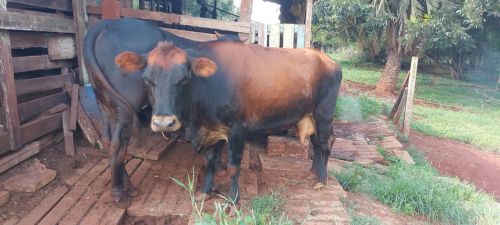 "vaca jersey" - Animais para agropecuária no Brasil