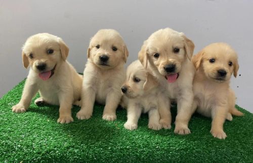 "golden femea" - Cachorros no Brasil