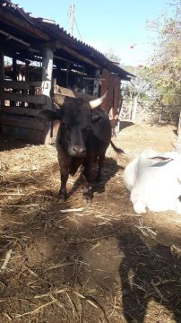 "boi mini boi" - Animais para agropecuária no Brasil