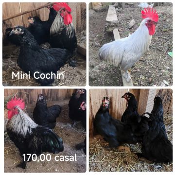 "galinha cochin" no Brasil