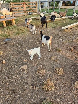 "mini cabras" no Brasil