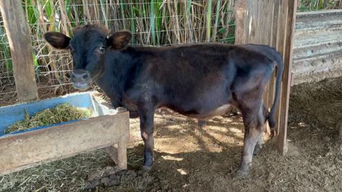 "mini vaca" - Animais para agropecuária no Brasil