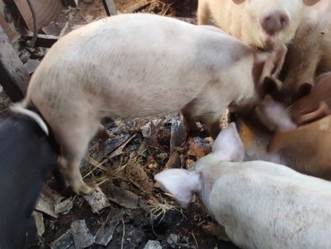 "filhotes de porcos" - Outros animais no Brasil