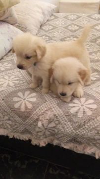 Cachorro Golden Retriever no Brasil