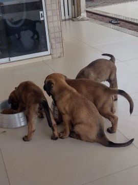 "mallinois" no Brasil