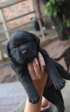 "filhotes de labrador preto" - Cachorros no Brasil