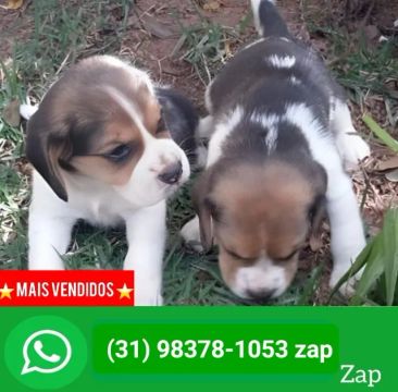 "mini beagle bicolor" - Cachorros no Brasil