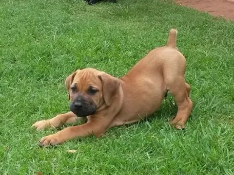 "filhote de fila brasileiro" - Cachorros no Brasil