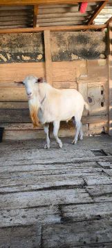 "bode filhote" no Brasil