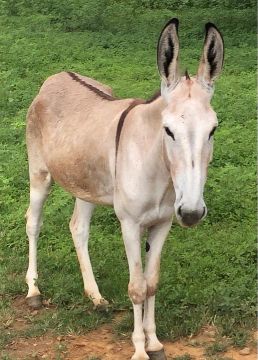 "jumentos" no Brasil