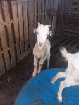 "carneiro filhote" - Outros animais no Brasil