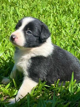 "bode filhote" no Brasil